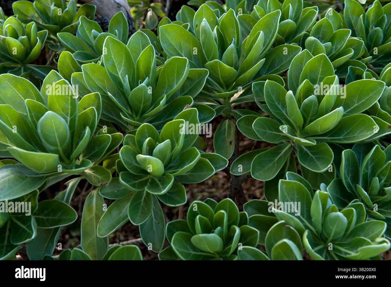 Tree heliotrope is a species of flowering plant in the borage family ...