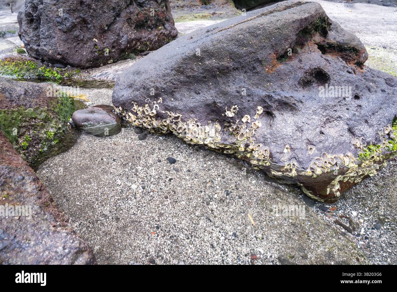 Organisms surface texture hi-res stock photography and images - Alamy
