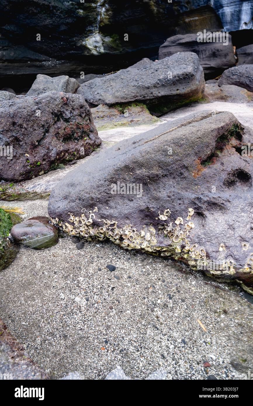 Barnacles Growing on Coastal Rock Surface Stock Photo - Alamy