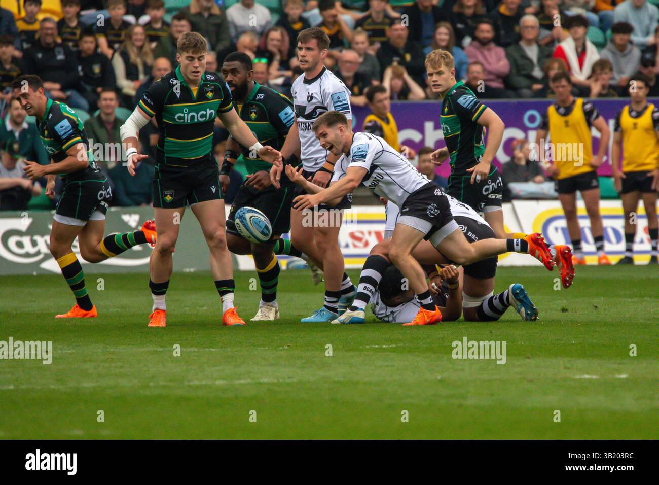 Northampton, UK, 26th April 2025 Bears scrum half Harry Randall passes ...