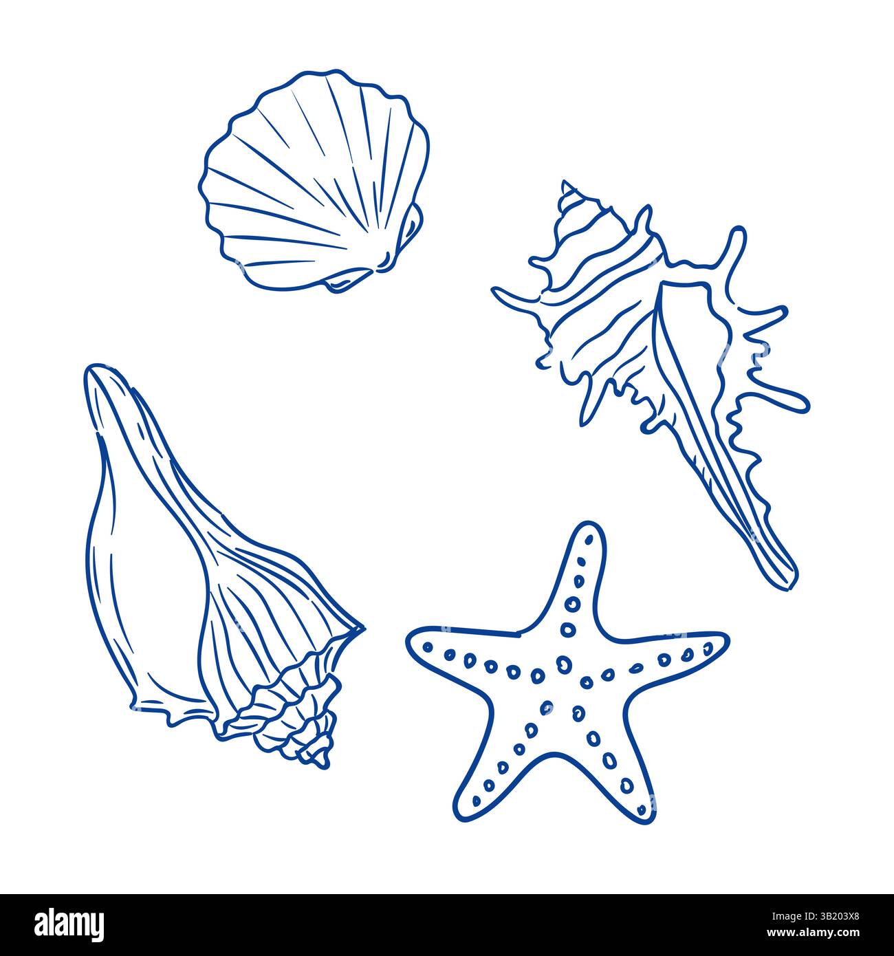 Four line drawings showcase different seashells and a starfish ...