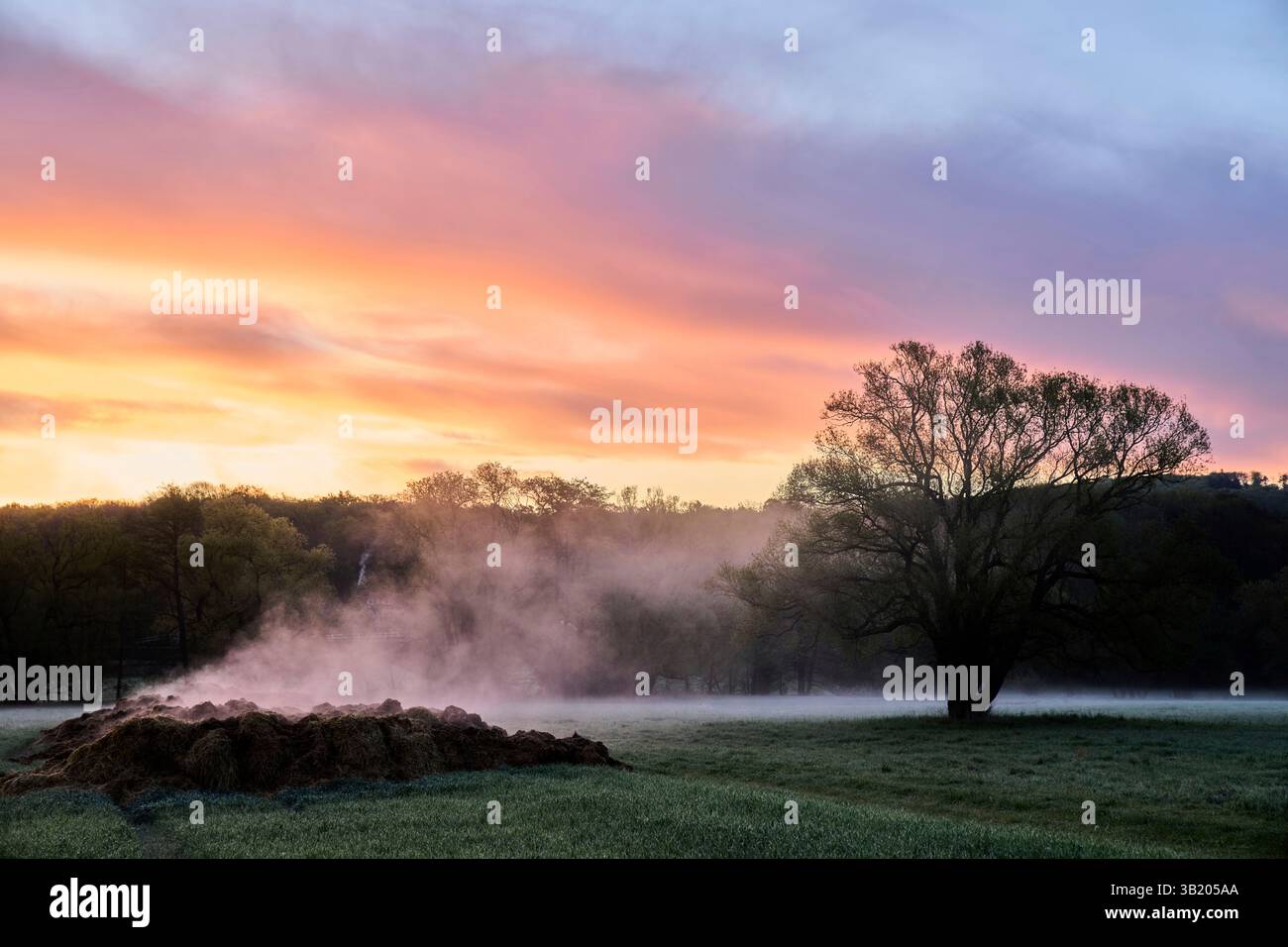 Dunghills steam on a field in Wehrheim near Frankfurt, Germany, before ...