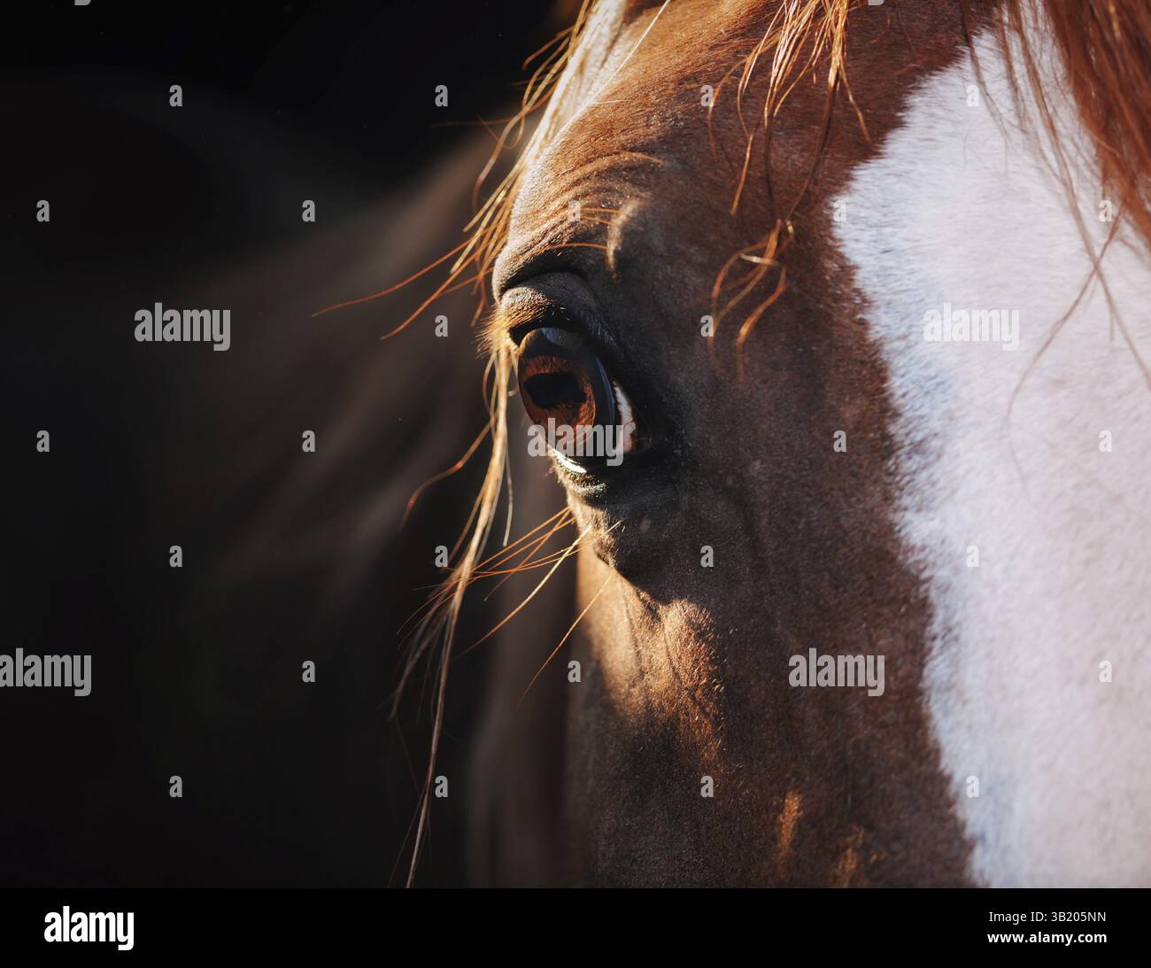 Eye of arabian horse shooting inside of stable. close up Stock Photo ...