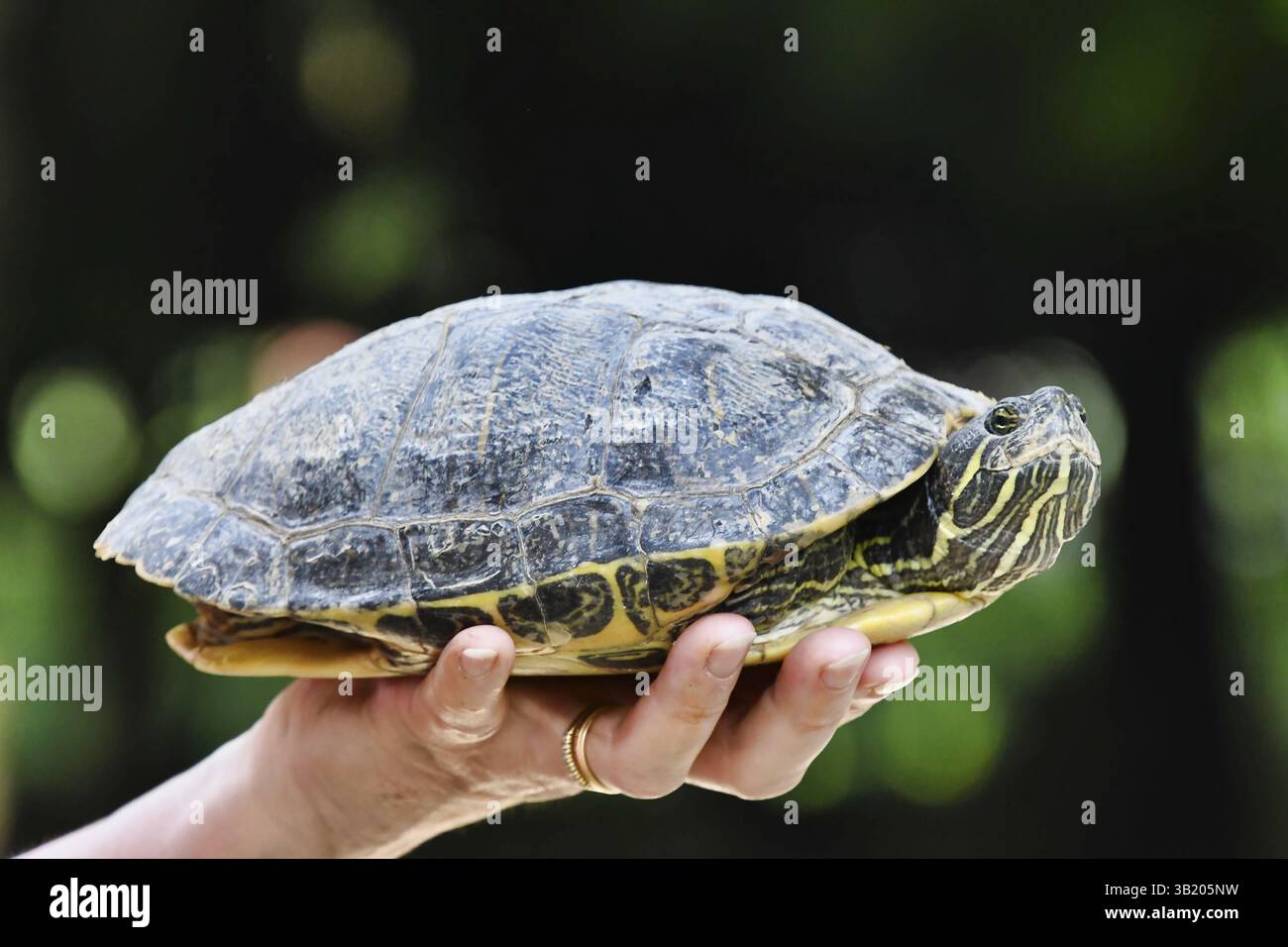 Red Eared Terrapin Trachemys Scripta Elegans Tortoise Stock Photo - Alamy