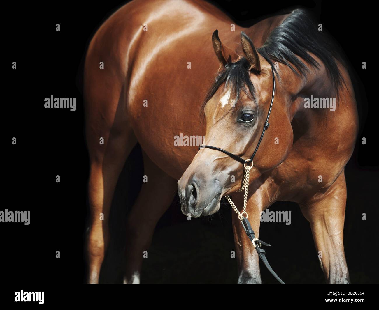 Portrait of young bay arabian filly at black background Stock Photo - Alamy