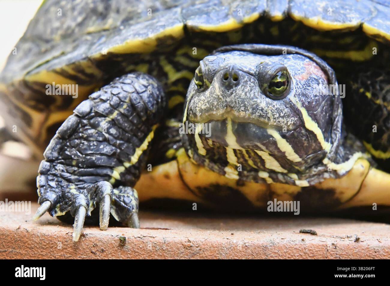 Red Eared Terrapin Turtle Trachemys Scripta Elegans Tortoise Stock ...