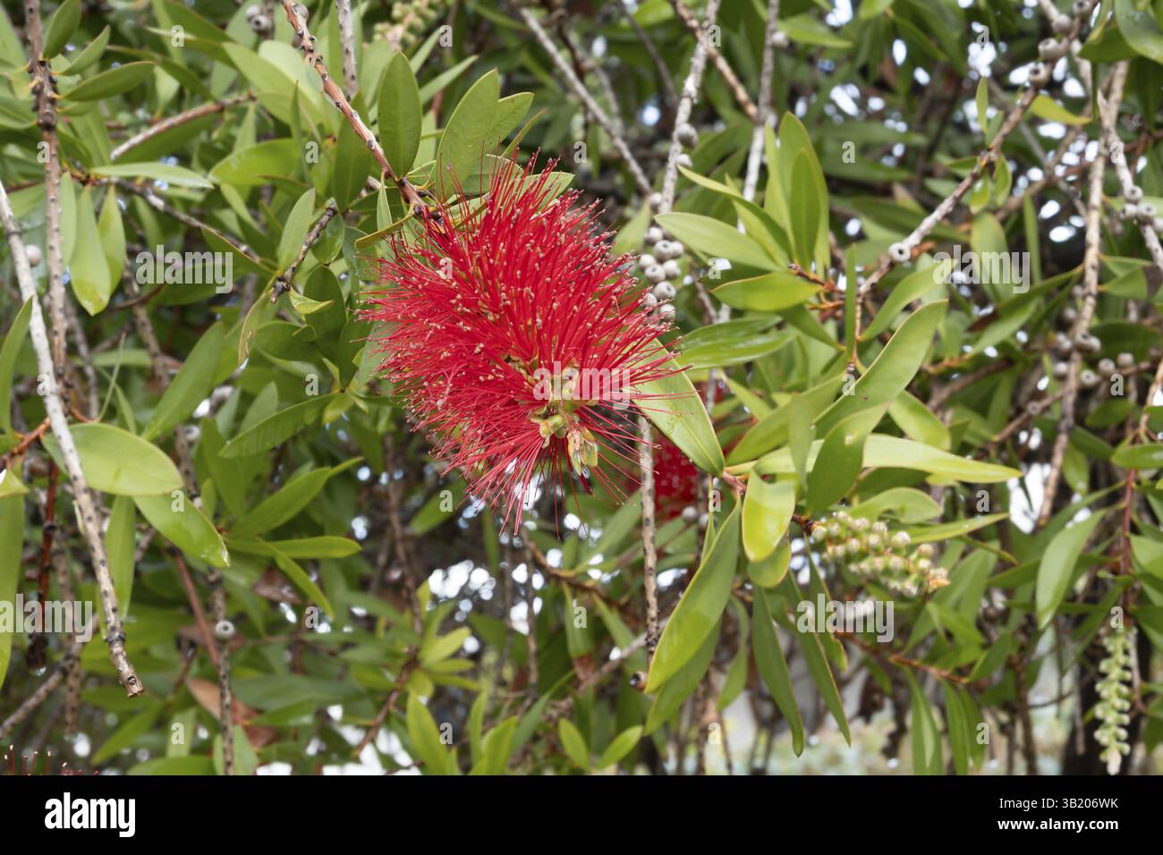Red flower bush malaga spain hi-res stock photography and images - Alamy