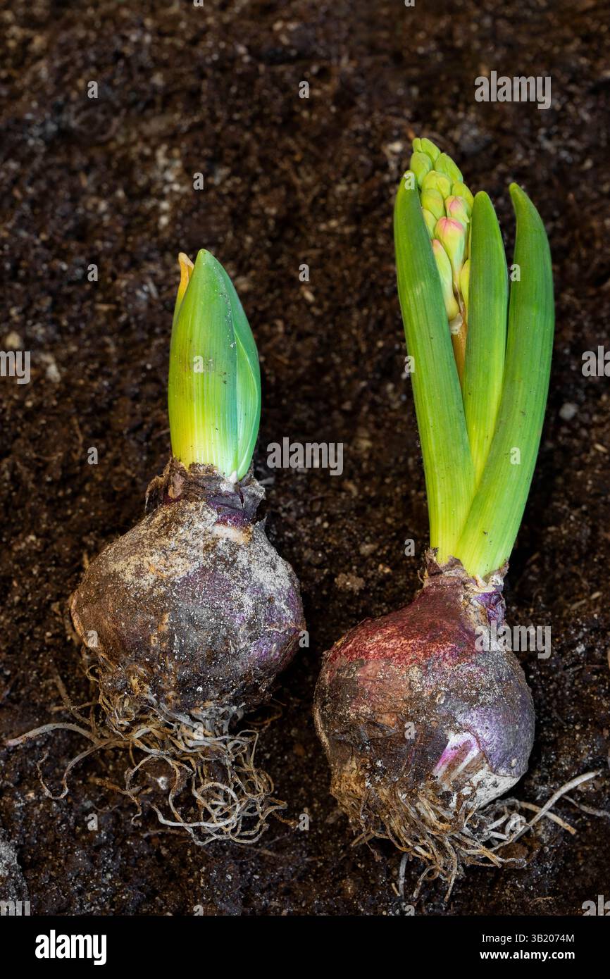 Two hyacinth bulbs sprouting on rich soil surface, illustrating natural ...