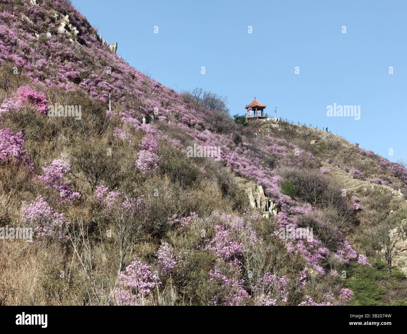 Azalea flowers are in full bloom in Dalian City, northeast China's ...