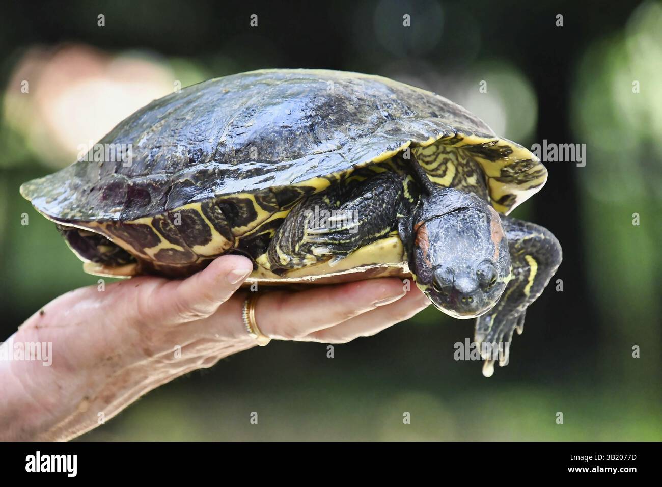 Red Eared Terrapin Turtle Trachemys Scripta Elegans Tortoise Stock ...
