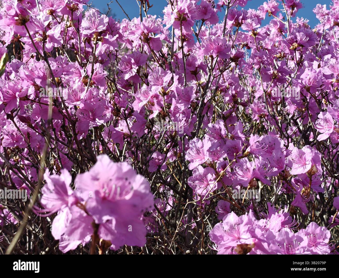 Azalea flowers are in full bloom in Dalian City, northeast China's ...