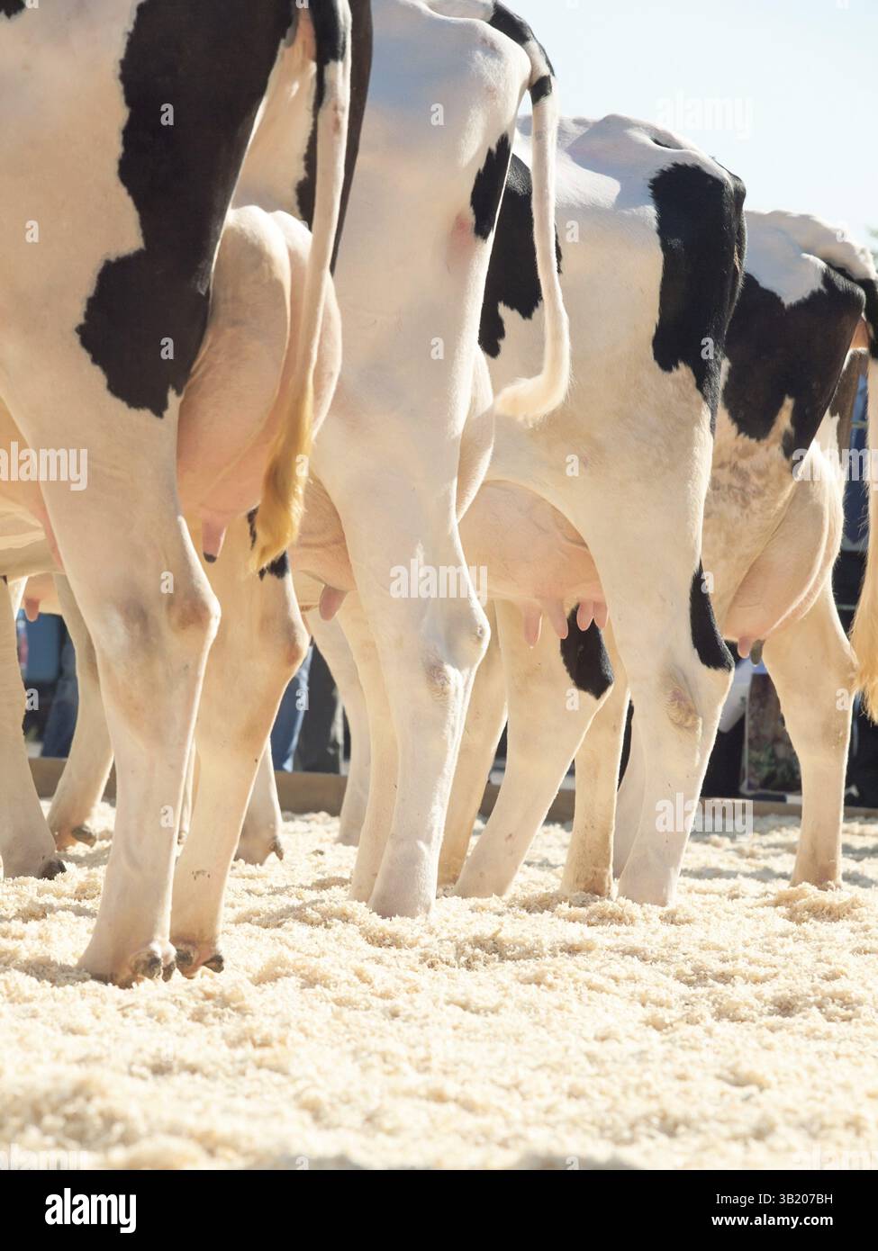 Cow udders. outdoor Stock Photo - Alamy