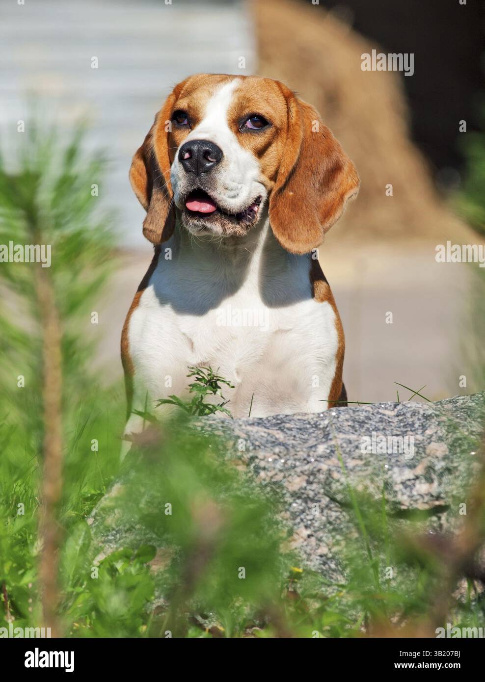 Beagles facing hi-res stock photography and images - Alamy