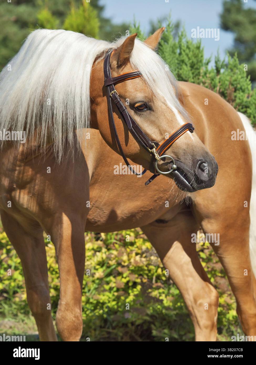 Palomino stock horse hi-res stock photography and images - Alamy
