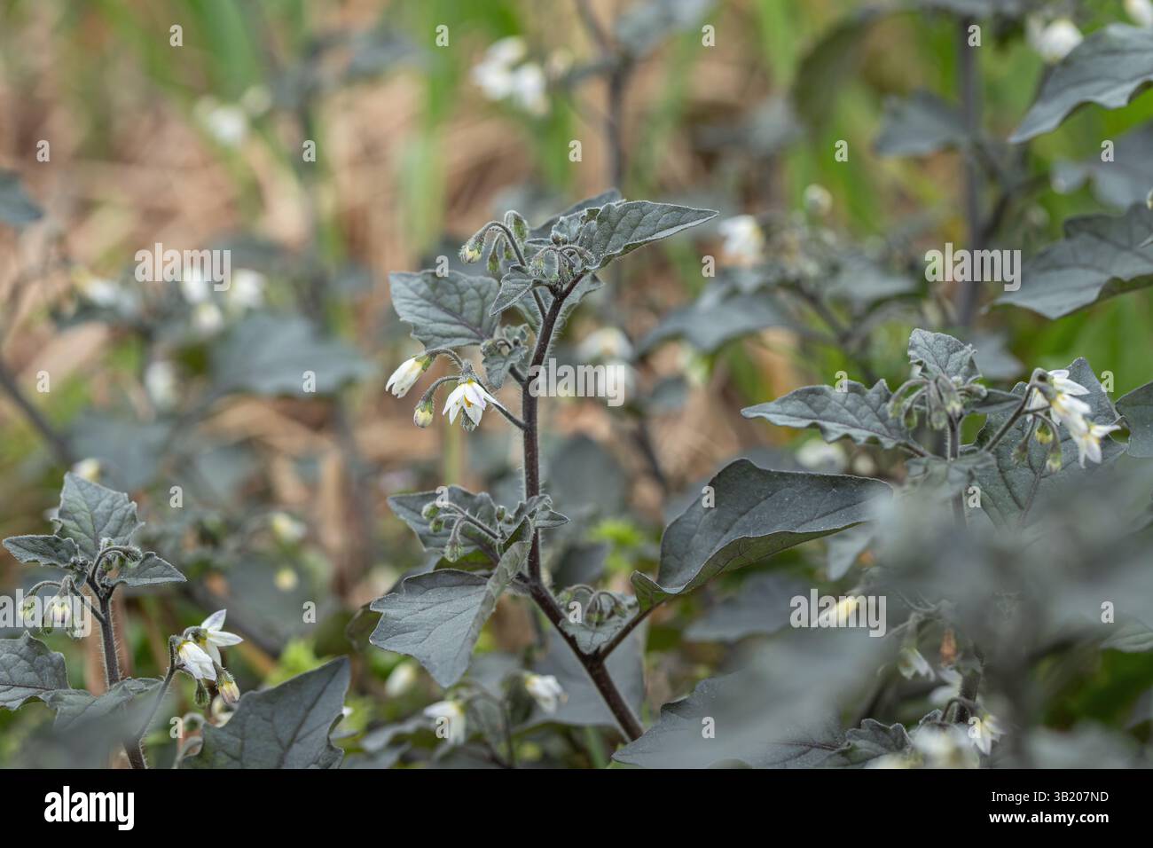 Solanum nigrum schultesii hi-res stock photography and images - Alamy