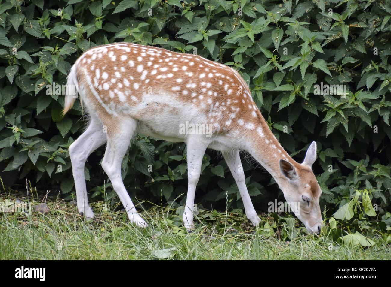 Photo PIcture of a Cute spotted fallow deer Stock Photo - Alamy