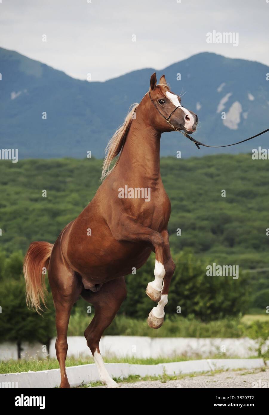 Arabian chestnut stallion rearing. at mountain background Stock Photo - Alamy