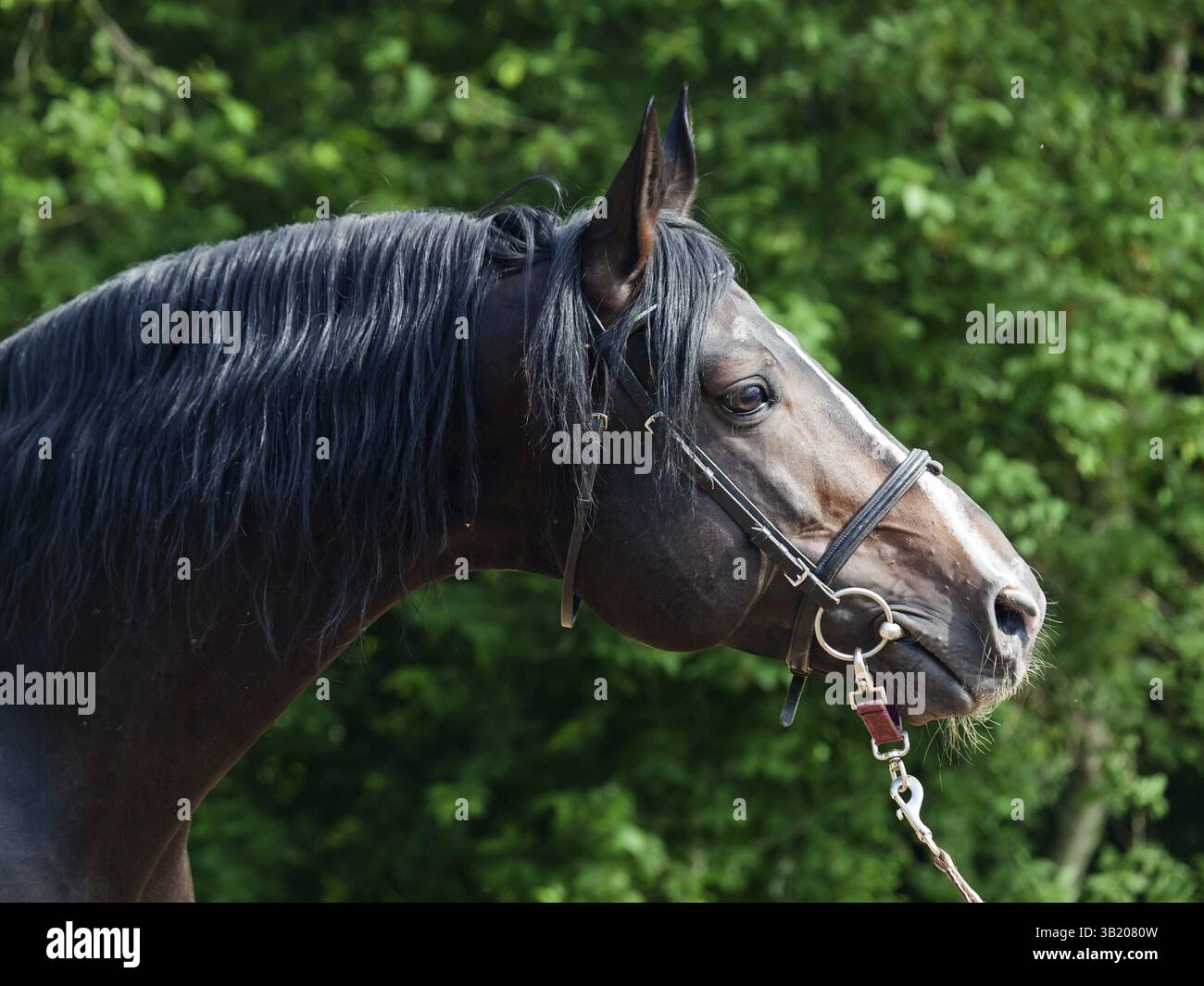 Portrait of beautiful breed sportive Hanoverian stallion Stock Photo ...