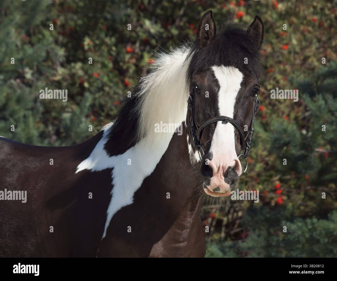 Portrait of the beautiful paint draft horse Stock Photo - Alamy