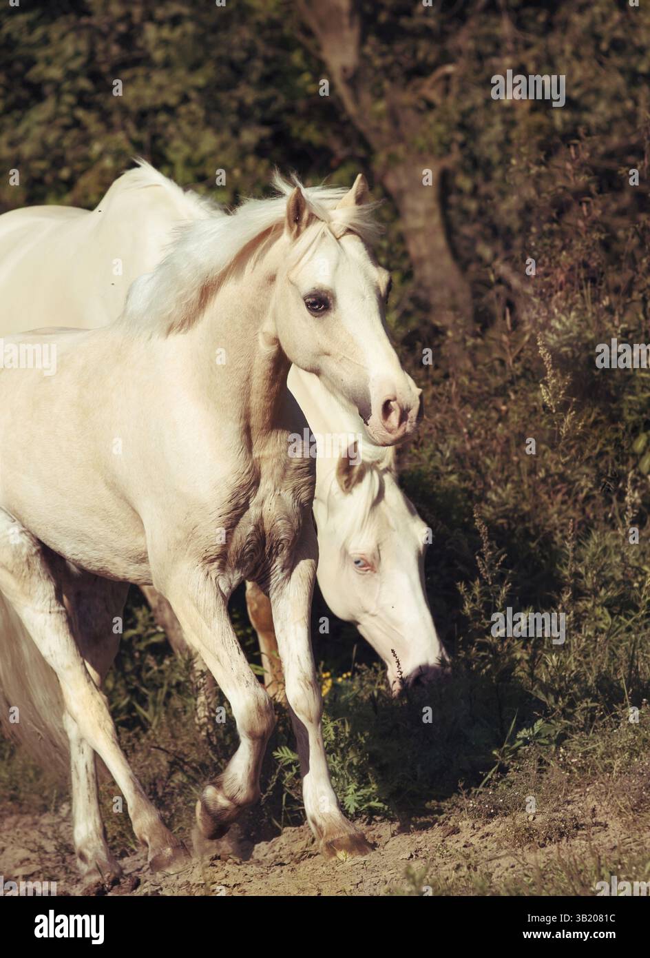 Cream ride ponies at freedom Stock Photo - Alamy