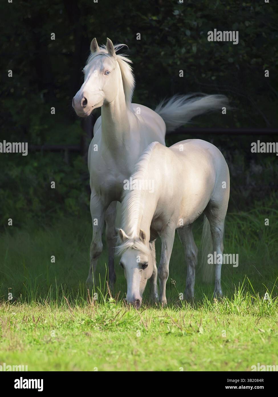 Cream ride ponies grazing in paddock Stock Photo - Alamy