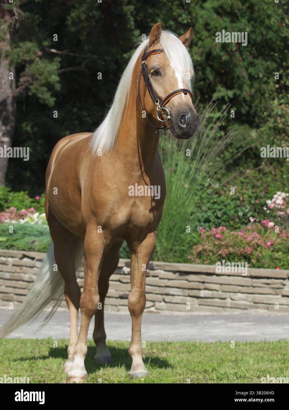Palomino welsh pony Stock Photo - Alamy