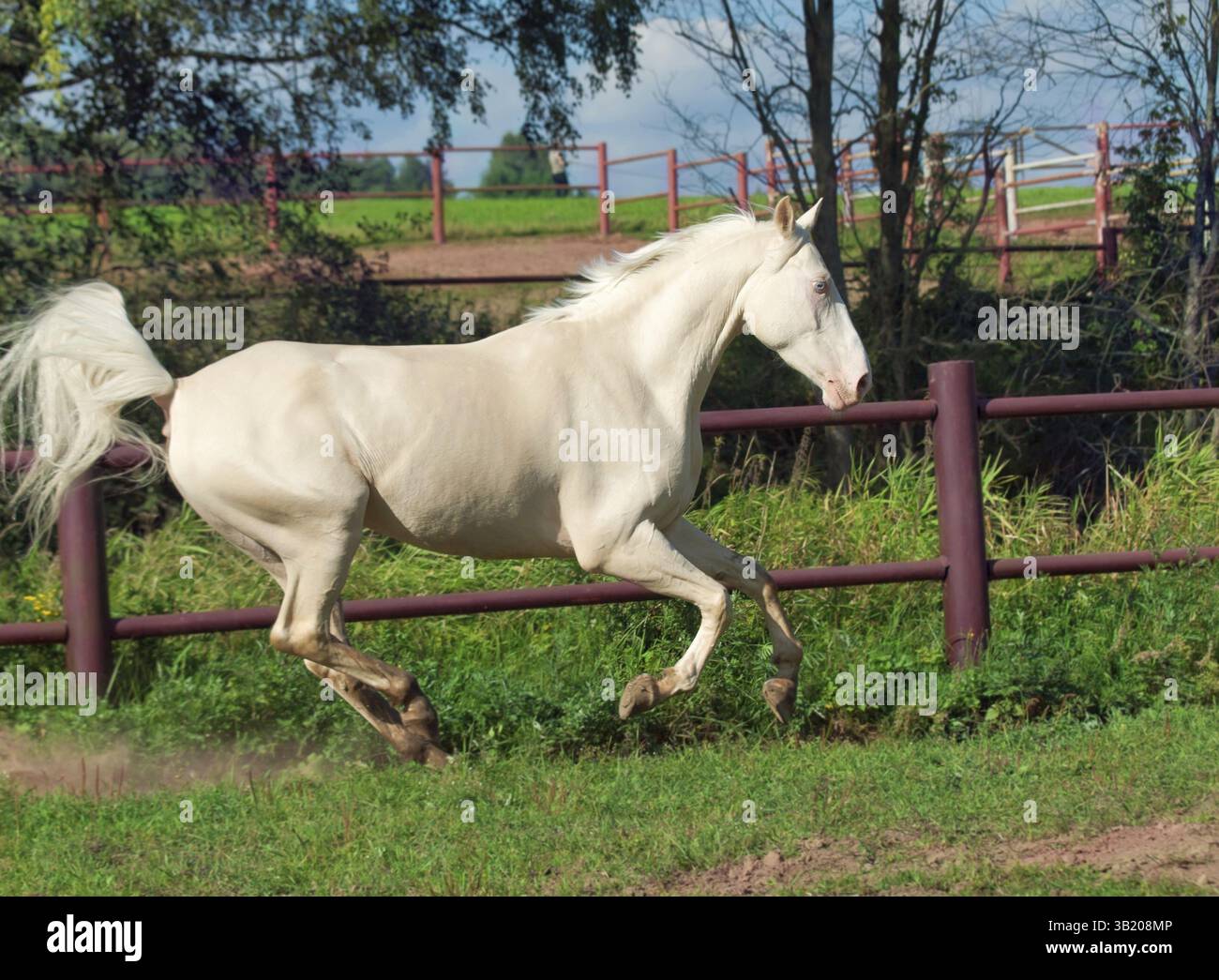 Running beautiful palomino horse in paddock Stock Photo - Alamy
