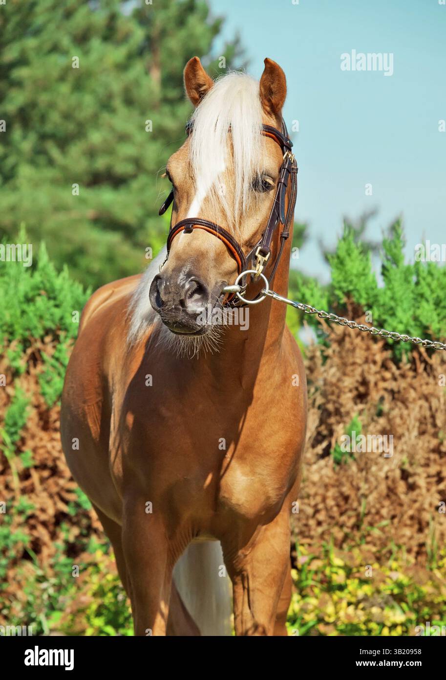 Palomino welsh pony Stock Photo - Alamy