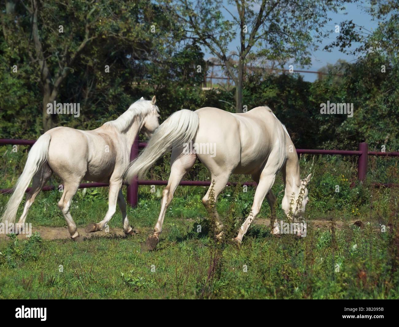 Running palomino horse and pony in paddock Stock Photo - Alamy