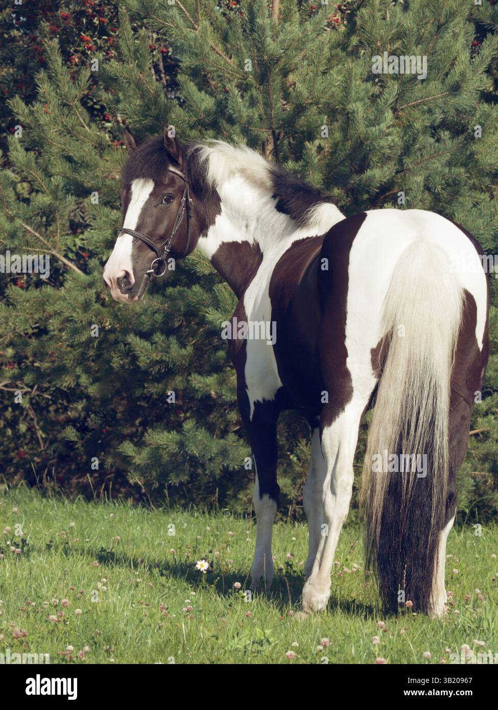 The beautiful paint draft horse Stock Photo - Alamy
