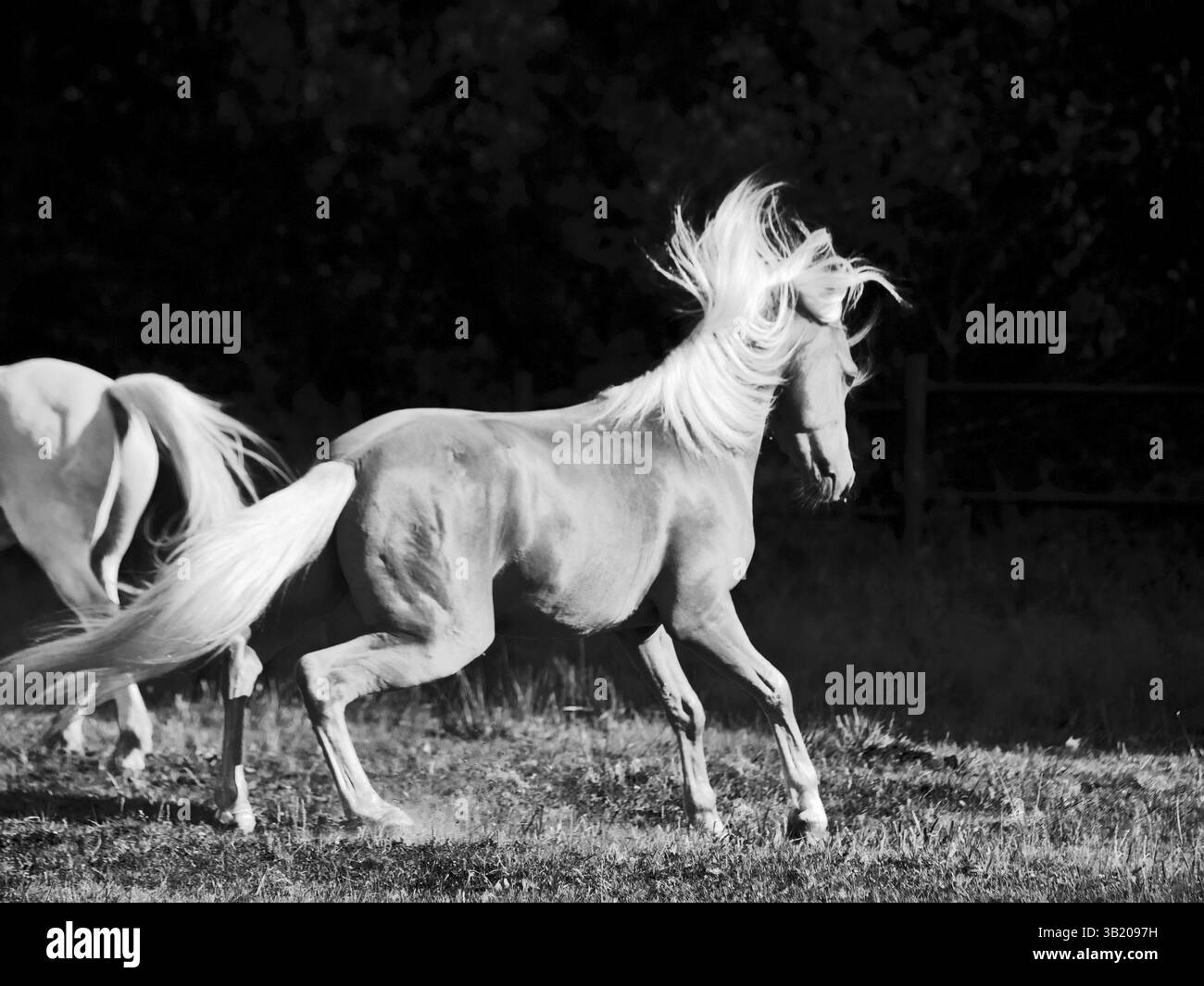 Colour pony Black and White Stock Photos & Images - Alamy
