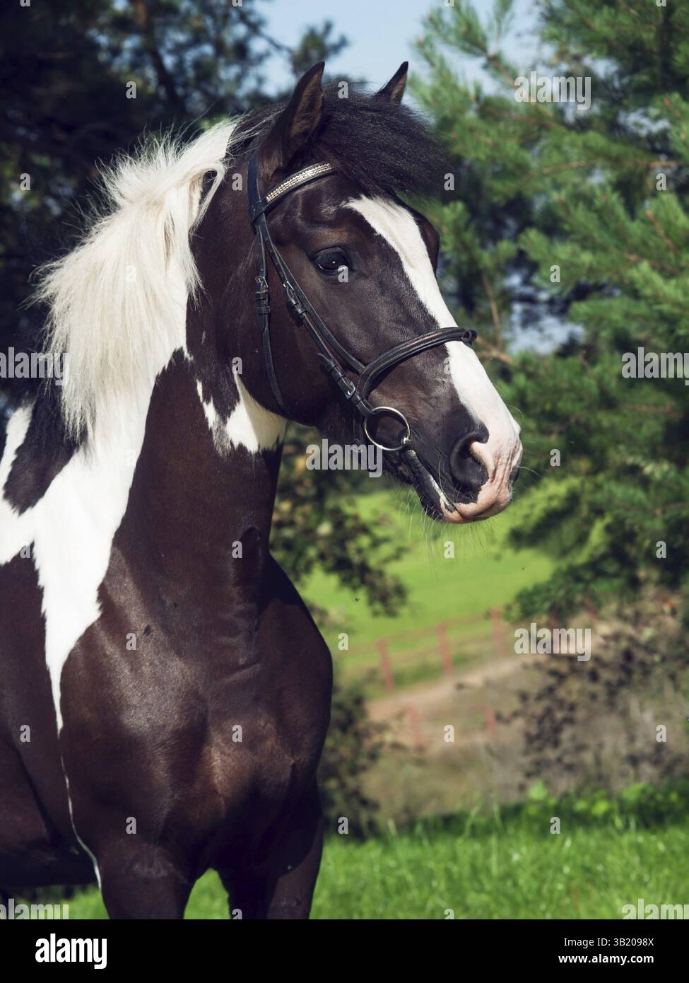 Spotted draft horses hi-res stock photography and images - Alamy