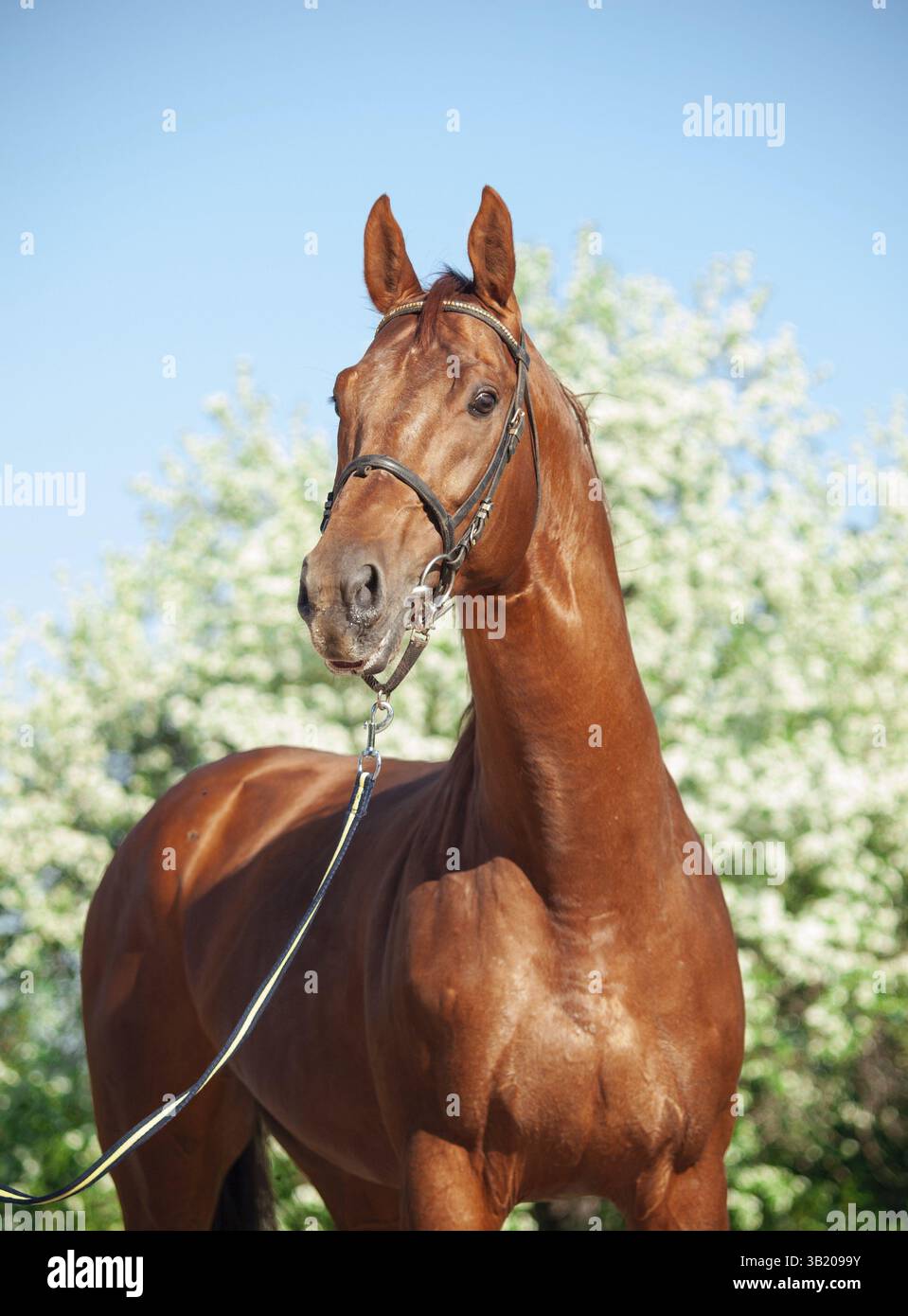 Portrait of Chestnut Holstein stallion posing against blossom apple ...