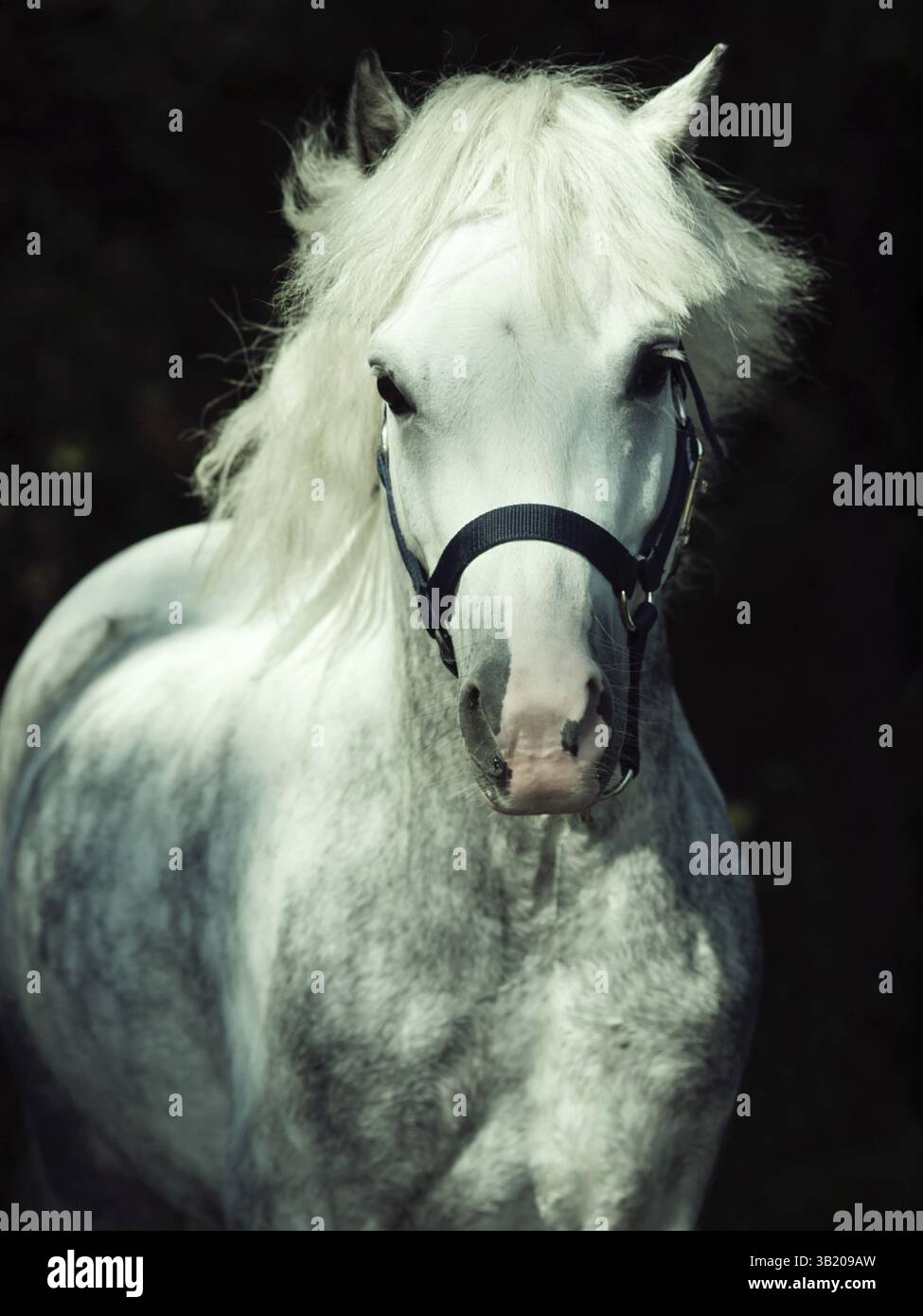 Portrait of running grey welsh pony at dark background Stock Photo - Alamy