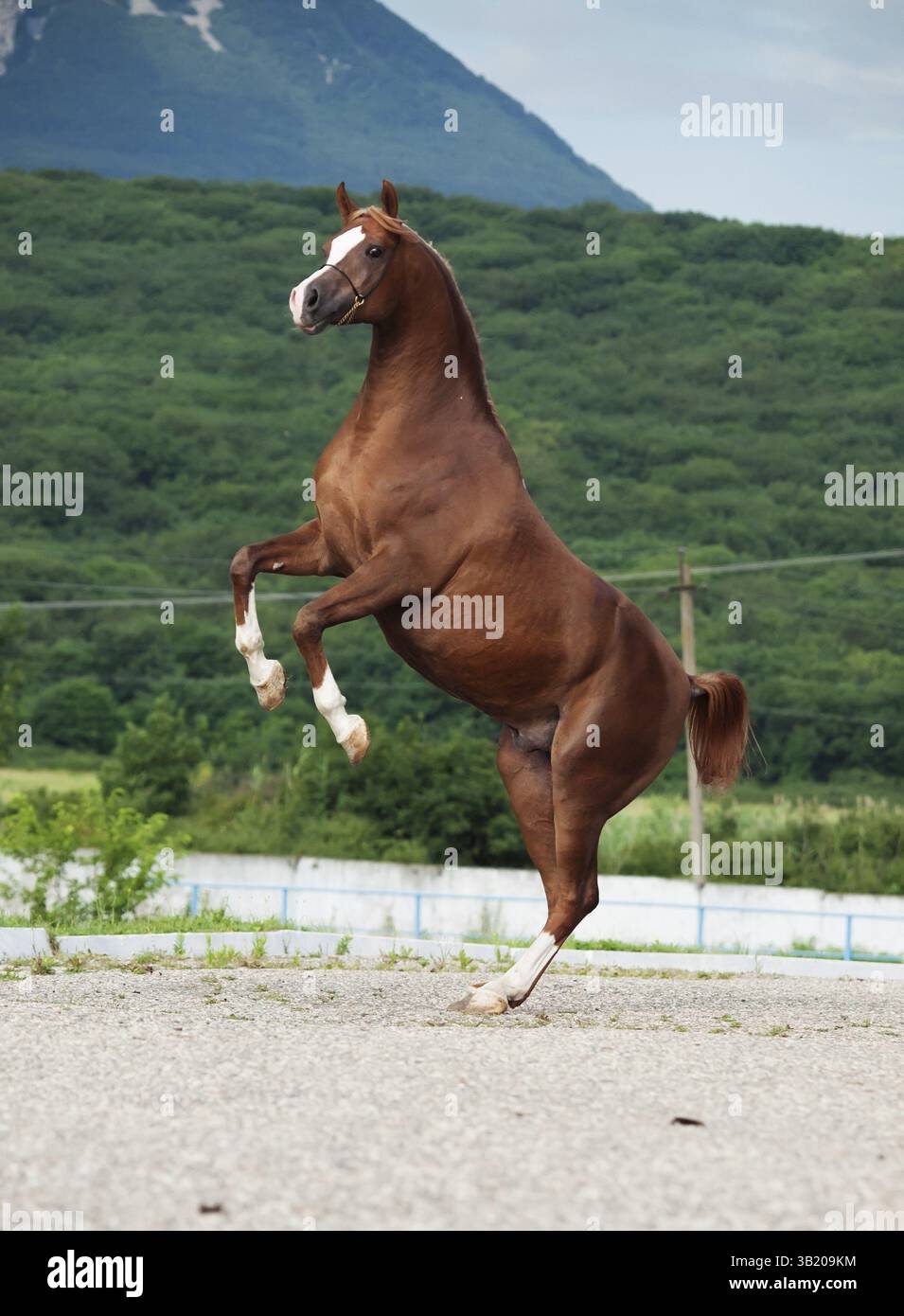 Arabian chestnut stallion rearing. at mountain background Stock Photo ...