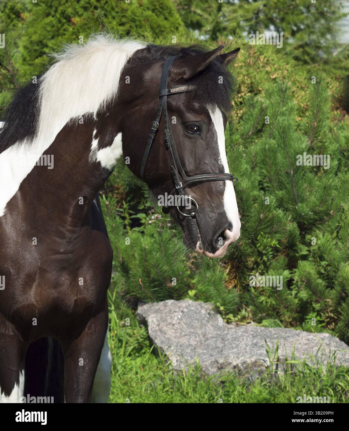 Portrait of the beautiful paint draft horse Stock Photo - Alamy