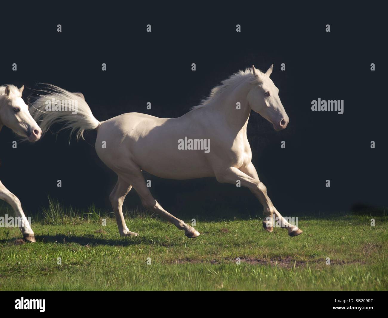 Running cream ride pony at black background Stock Photo - Alamy