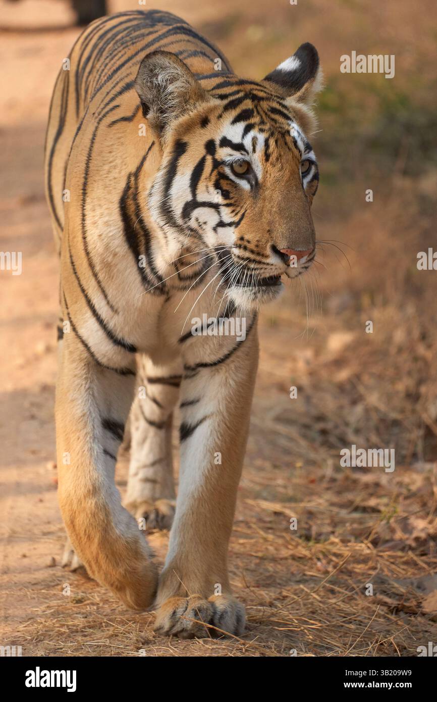 Tiger sanctuary hi-res stock photography and images - Alamy