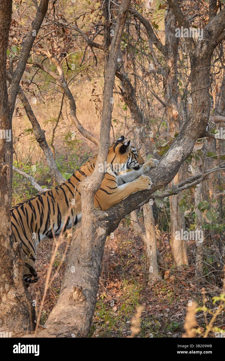 Wild Bengal tigress on a tree watching prey at umred forest, India ...