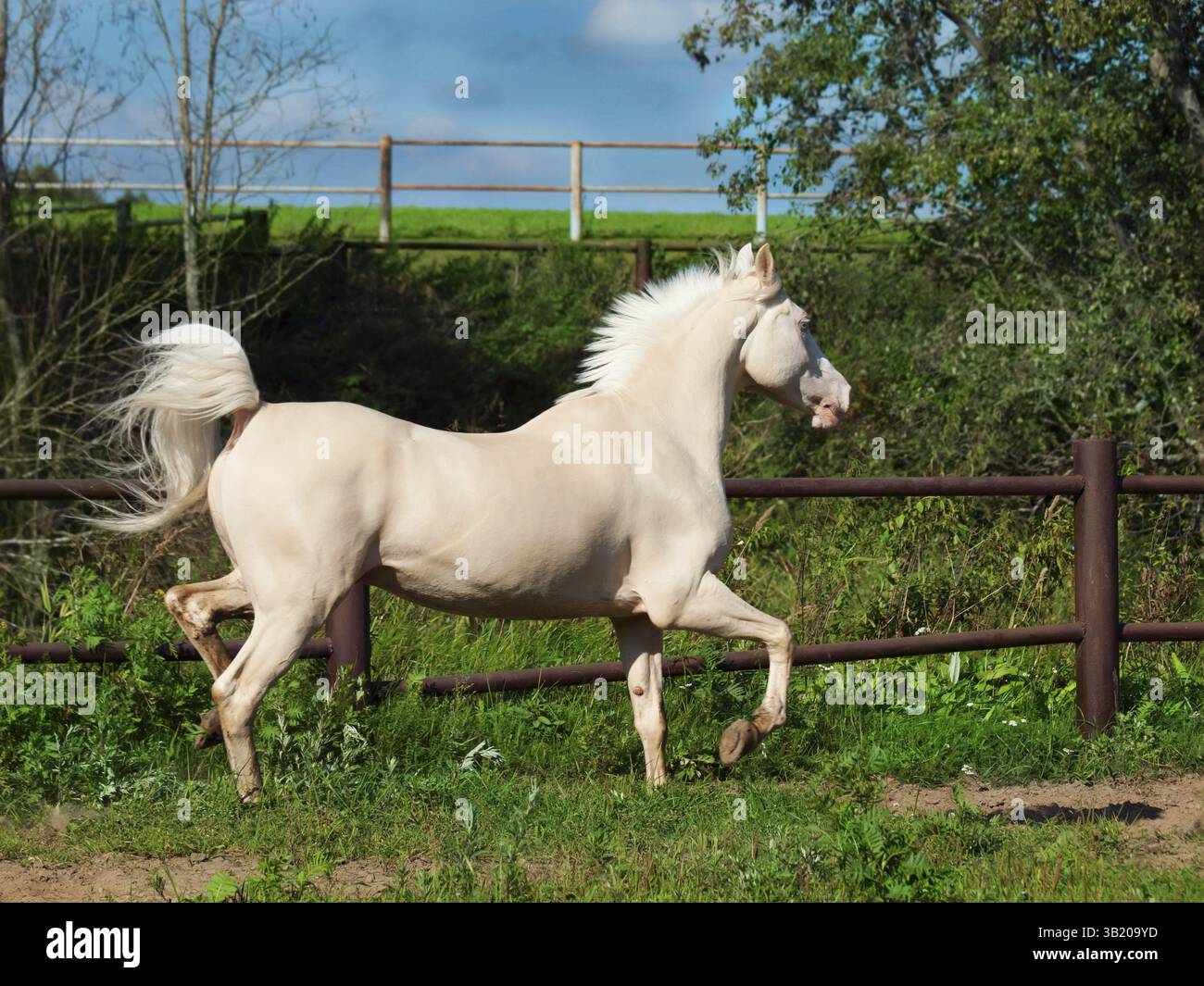 Running palomino horse in paddock Stock Photo - Alamy