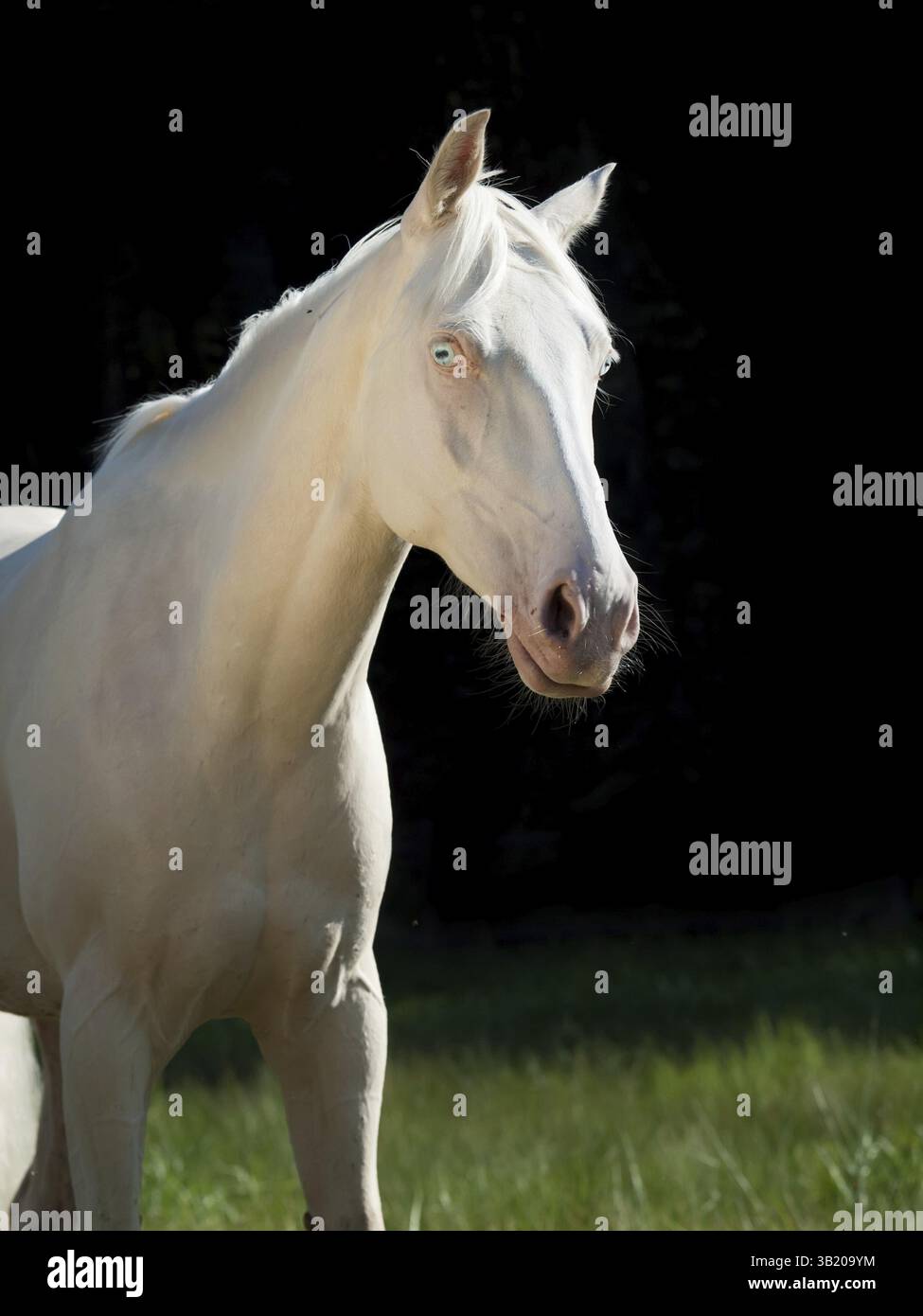 Portrait of cream ride pony at black background Stock Photo - Alamy