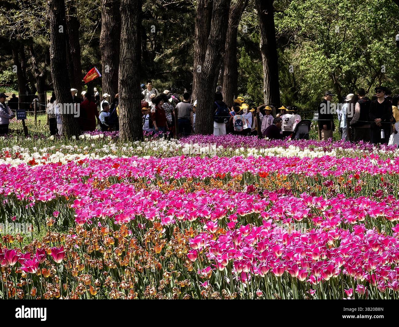 Tulip flowers bloom at the China National Botanical Garden in Beijing ...