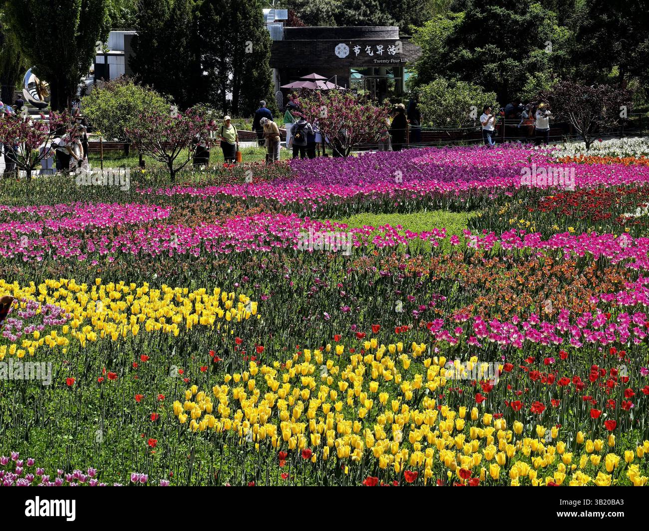 Tulip flowers bloom at the China National Botanical Garden in Beijing ...