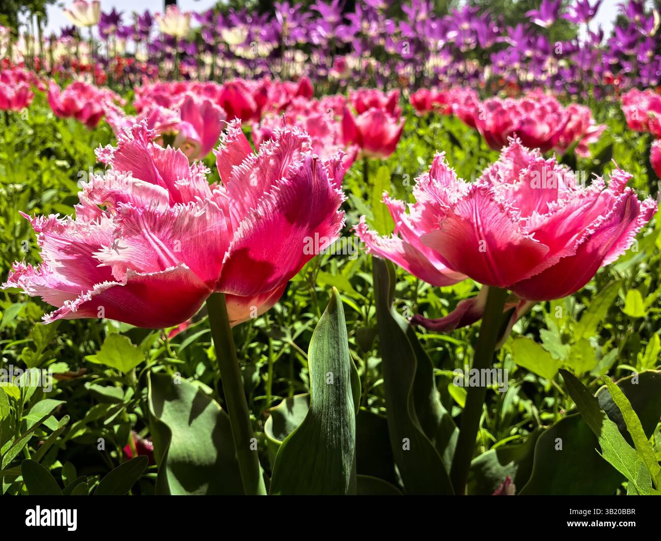 Tulip flowers bloom at the China National Botanical Garden in Beijing ...