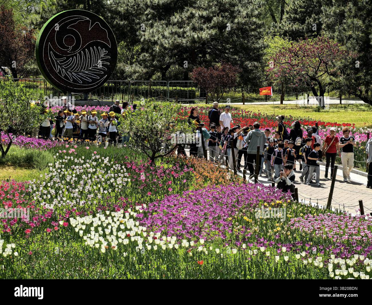Tulip flowers bloom at the China National Botanical Garden in Beijing ...