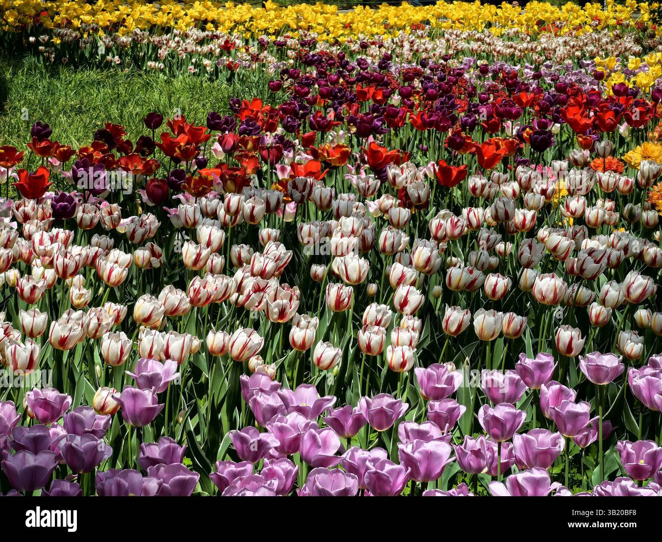 Tulip flowers bloom at the China National Botanical Garden in Beijing ...