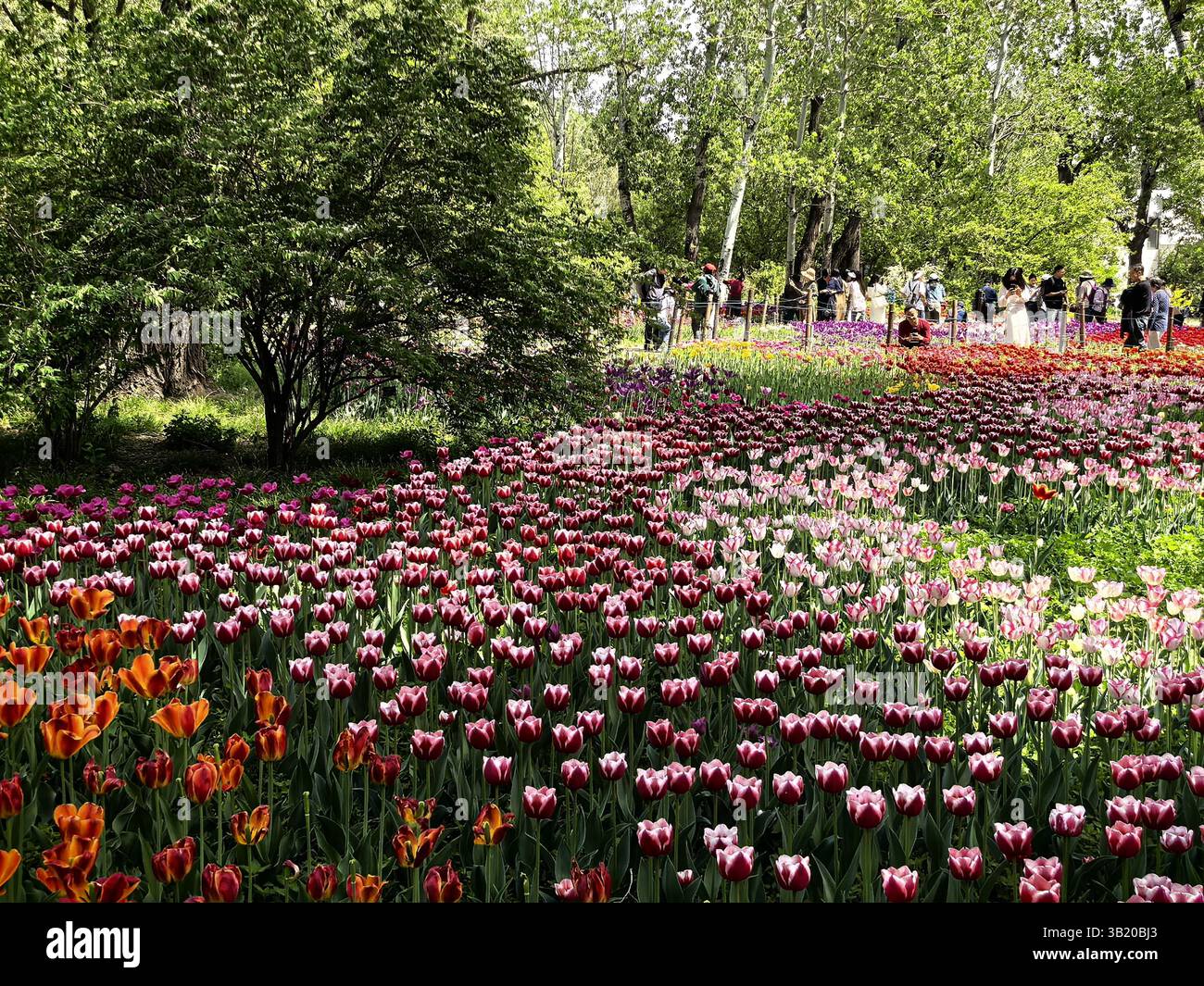 Tulip flowers bloom at the China National Botanical Garden in Beijing ...