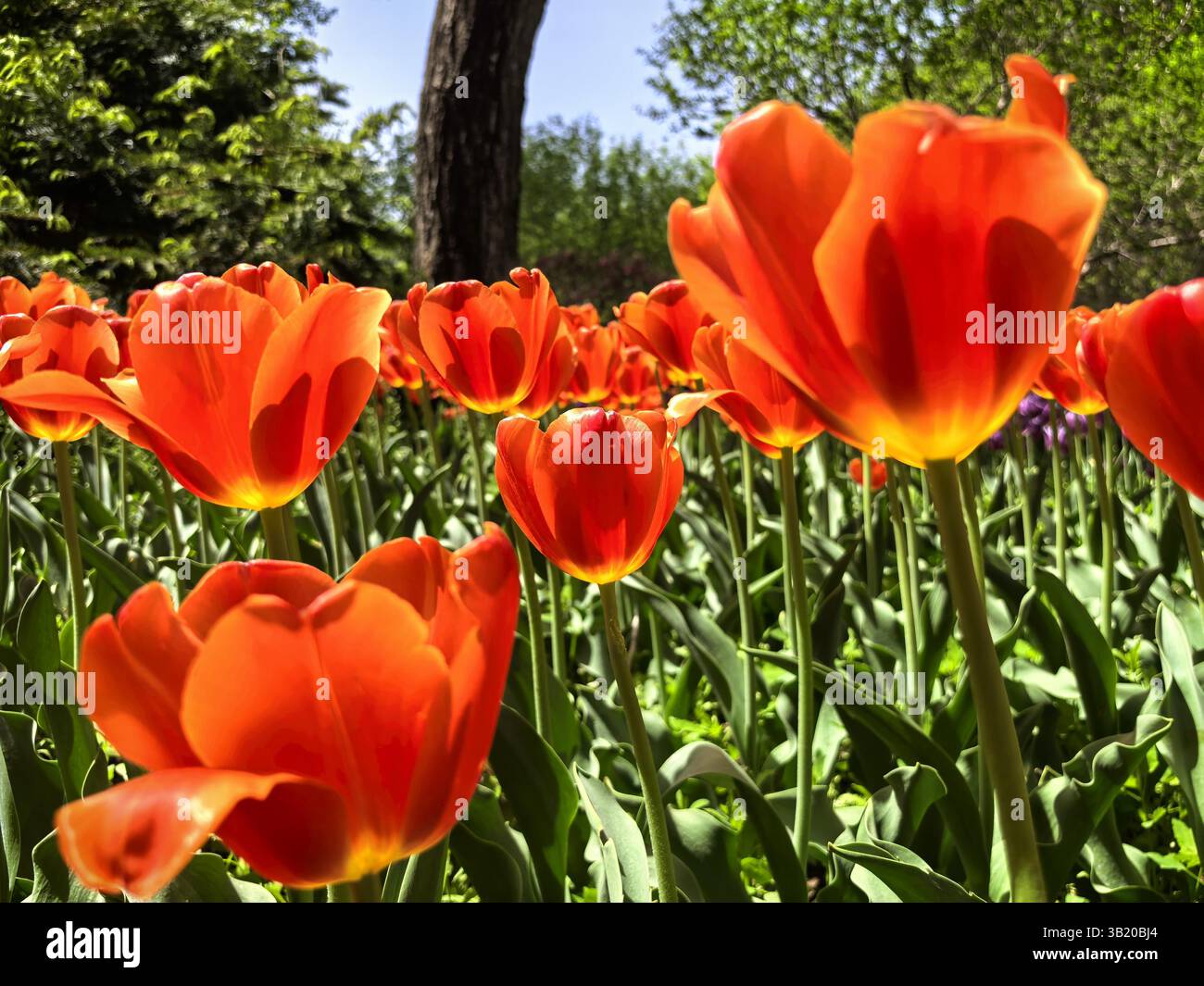 Tulip flowers bloom at the China National Botanical Garden in Beijing ...