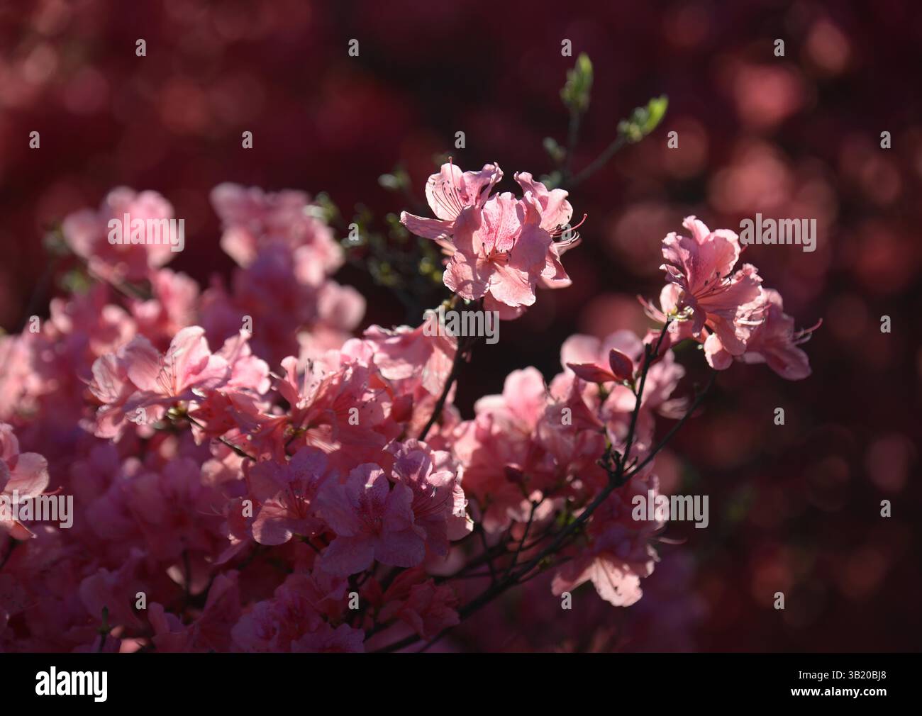 Azalea flowers are in full bloom in Huanggang City, central China's ...