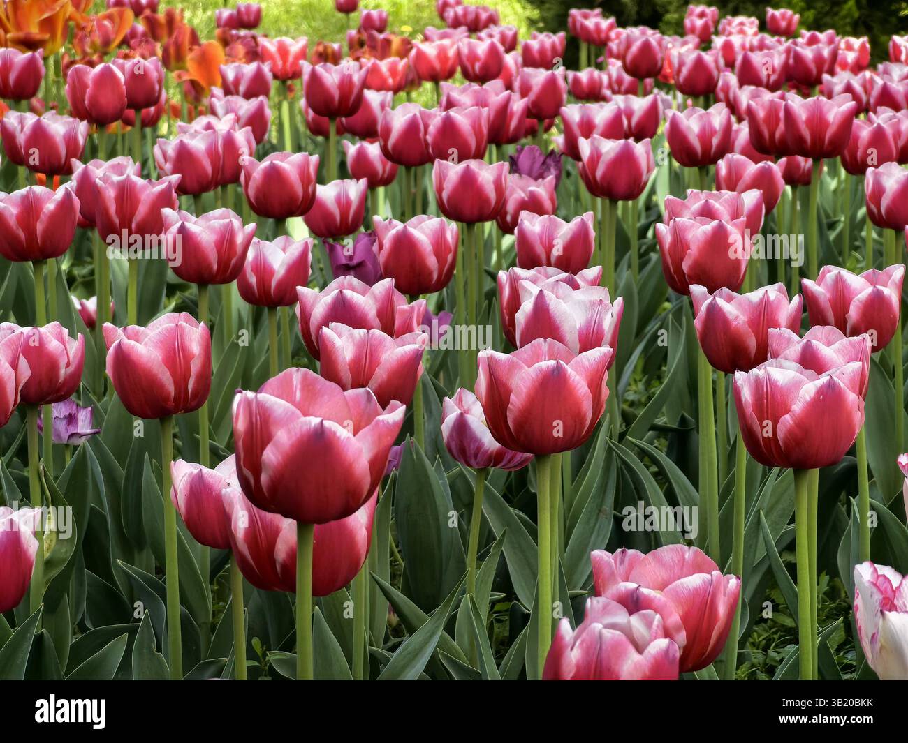 Tulip flowers bloom at the China National Botanical Garden in Beijing ...